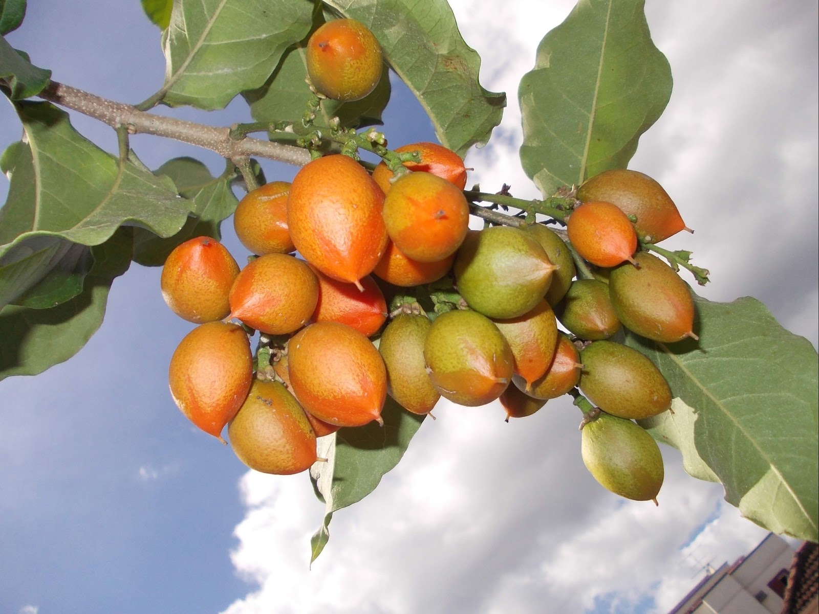 Andanças: Arbusto exótico: Tâmara Espanhola