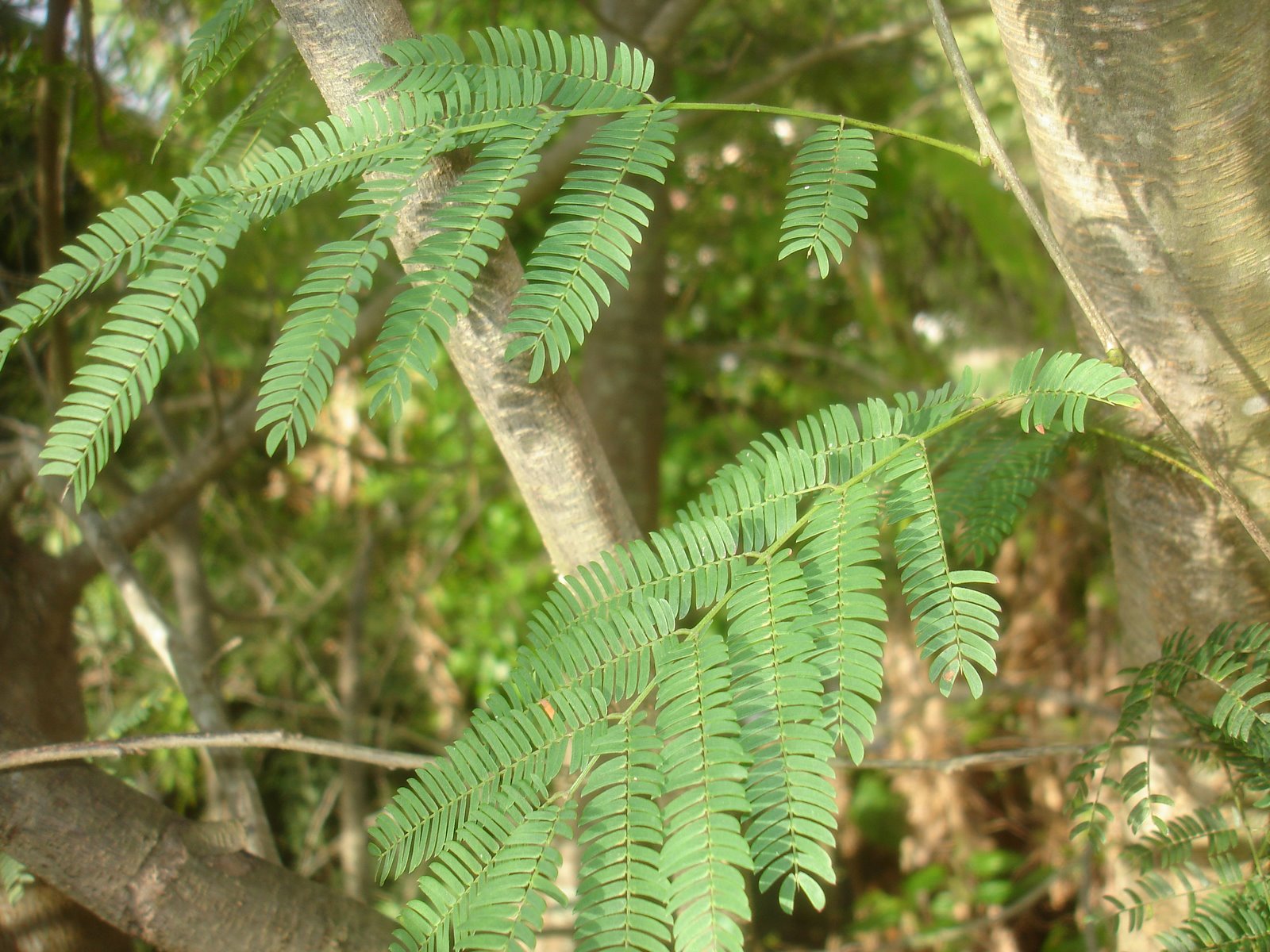 Plantas Medicinais: Angico-Gurucaia