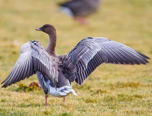 Pink-footed goose | American birds | Birds of India | Bird World