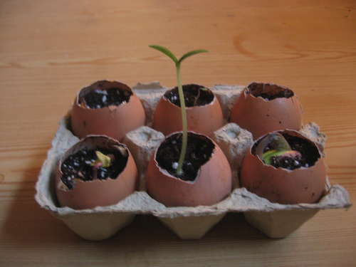 Nest Candy: DIY Seed Starter Kits From Recycled Materials - Money ...