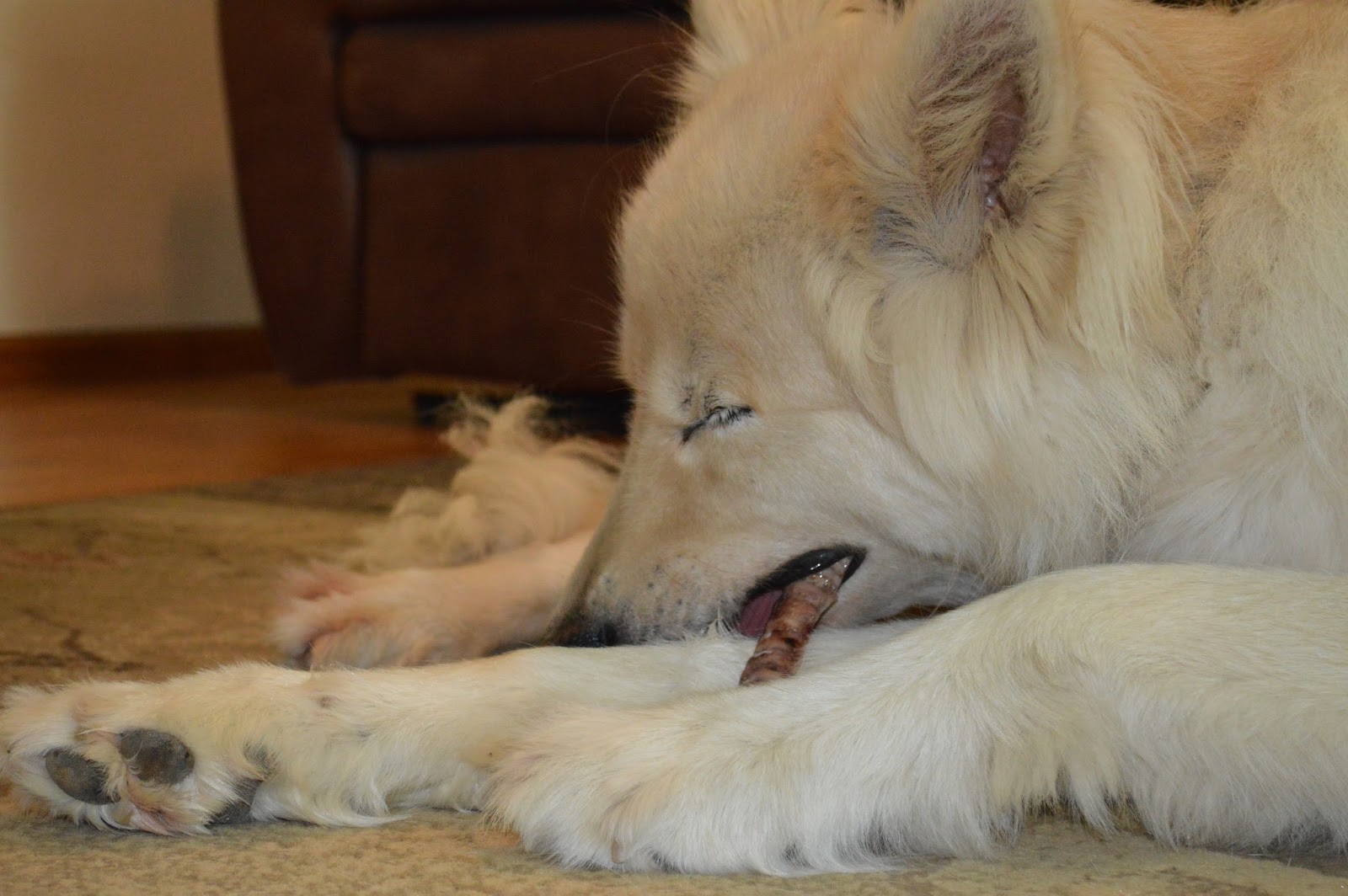 My Rotten Dogs: Homemade Dog Chews