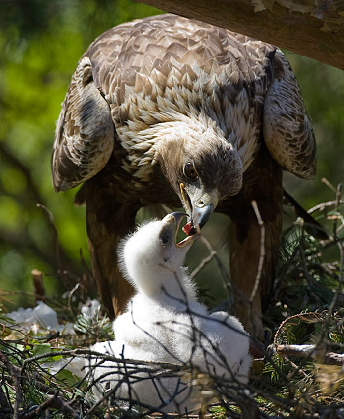 Emidio Civitillo - Cusano Mutri (BN): Aquila chrysaetos