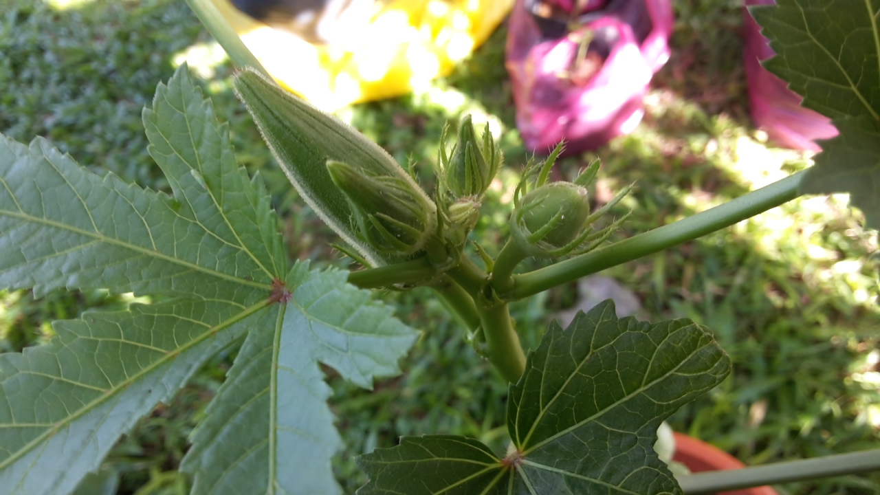 Journey of Growing Lady's Finger Plant: 2015