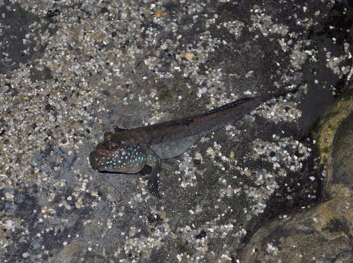 ZOOTOGRAFIANDO (6.100 ANIMALS): SALTARÍN DEL FANGO ATLÁNTICO / ATLANTIC ...