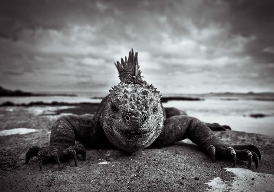 best photos 2 share: 7 Most Eccentric Creatures of Nature