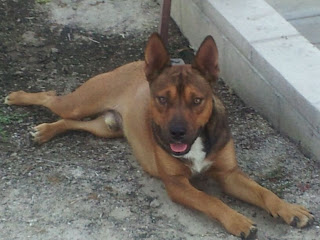 The Bower Generation