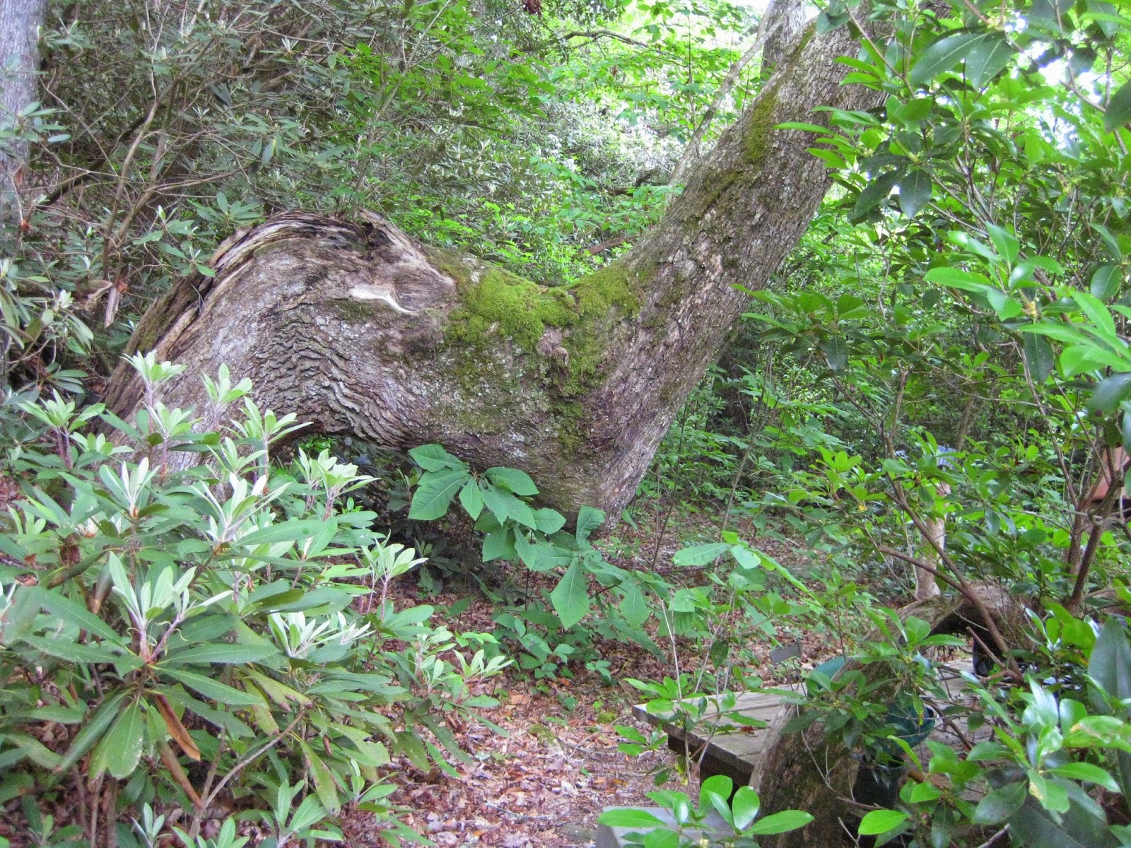 Good things happened: The river, pink flowering tree and bent signal tree