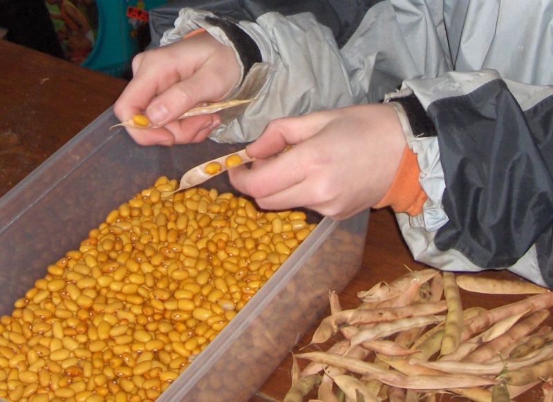 Open Pollinated Seeds Direct: Benefits of Open Pollinated Seeds