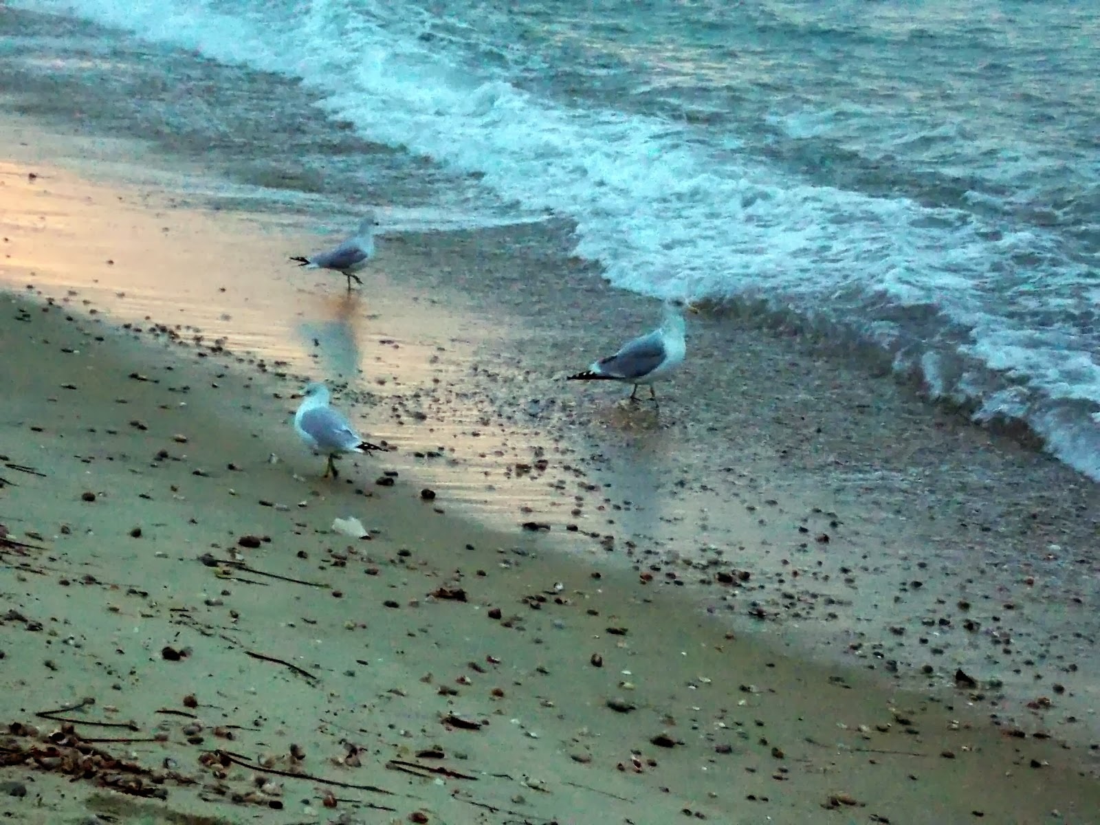 Our Deer Baby: Sun Rise at Cape Cod