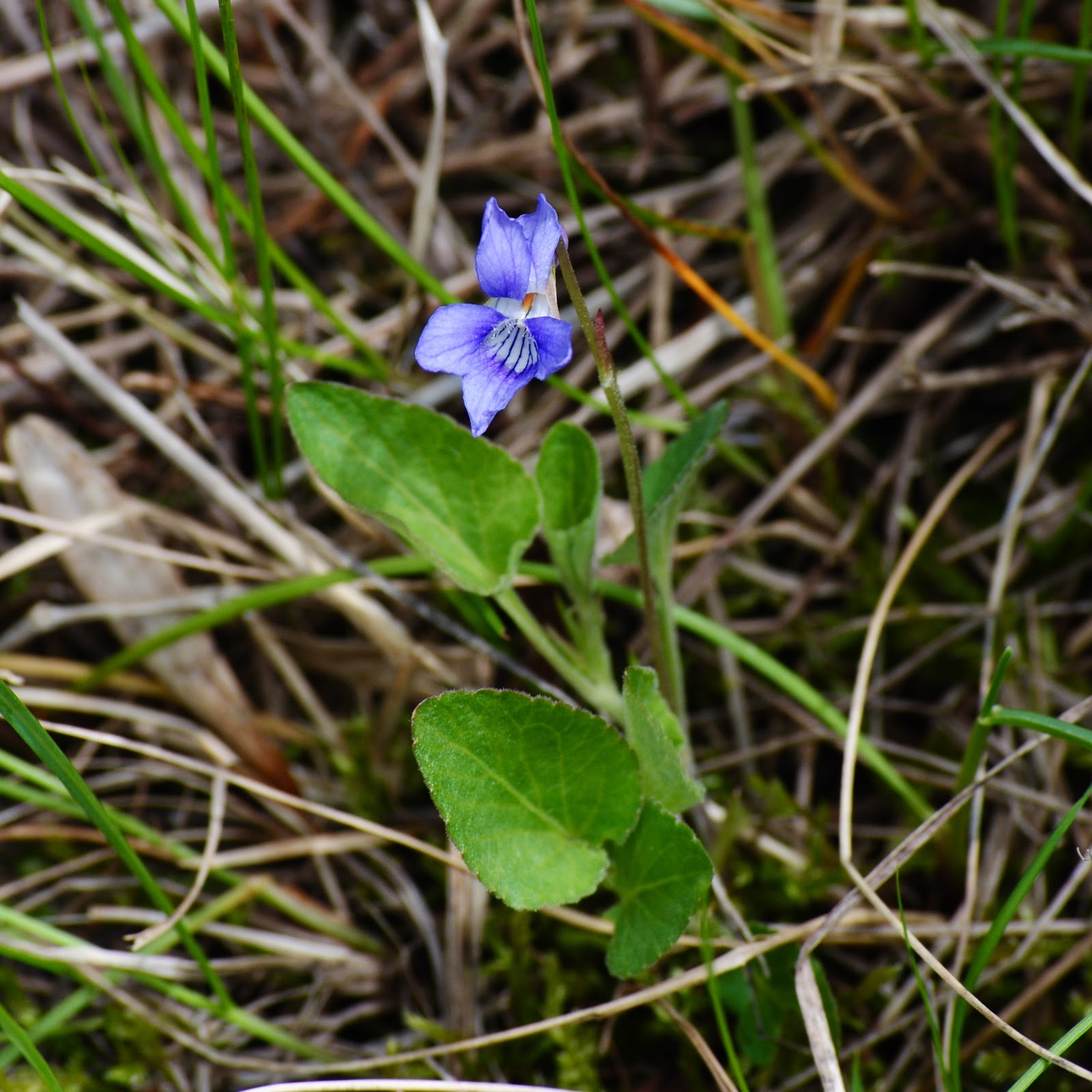Ecology of Appalachia: Three New Violets