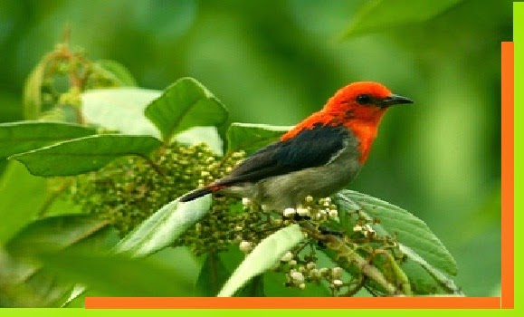 Cara Agar Burung Kemade Rajin Bunyi (Gacor)