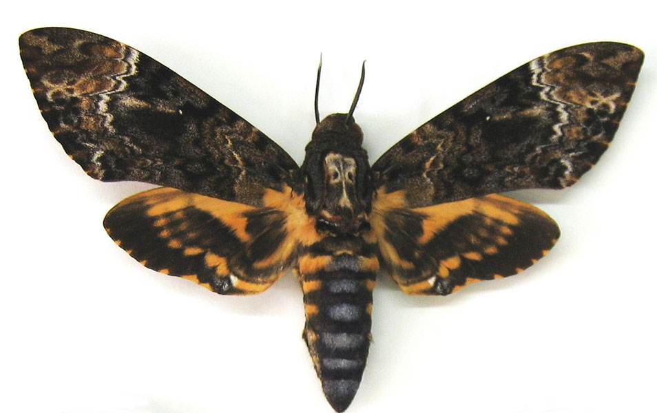 John Rozum.com: 31 Days of Halloween - Day 11