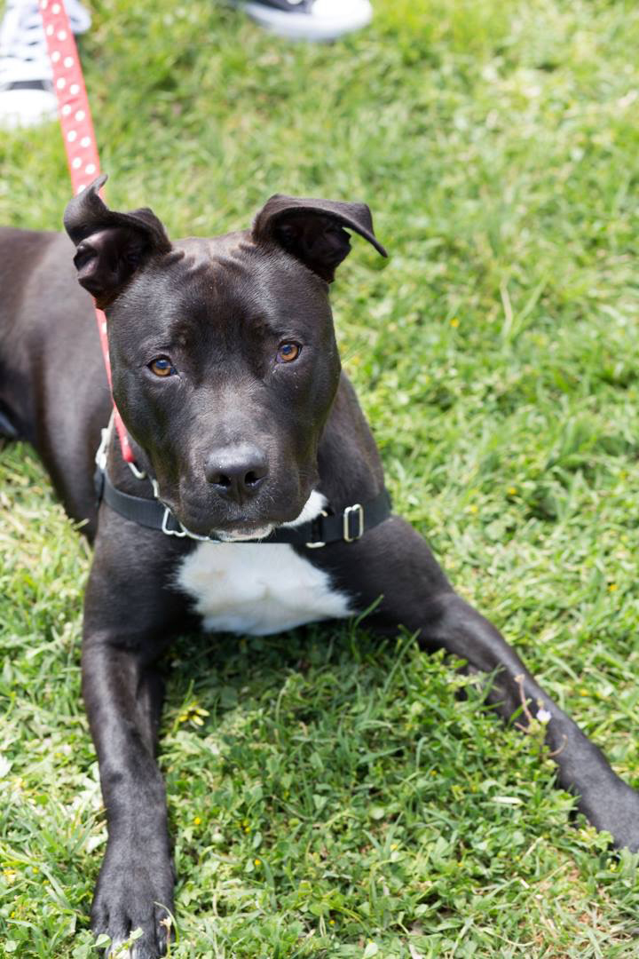 Unleashed 2018 Woof Doof Events - November 25 | Australian Dog Lover