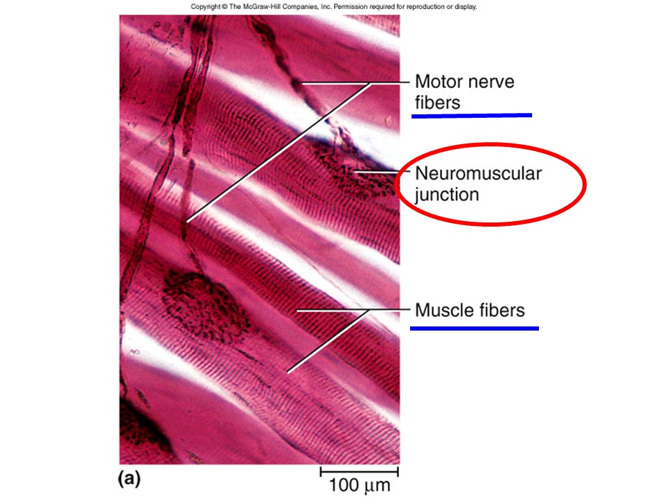 Organization of skeletal muscle, Physiology of muscle contraction ...