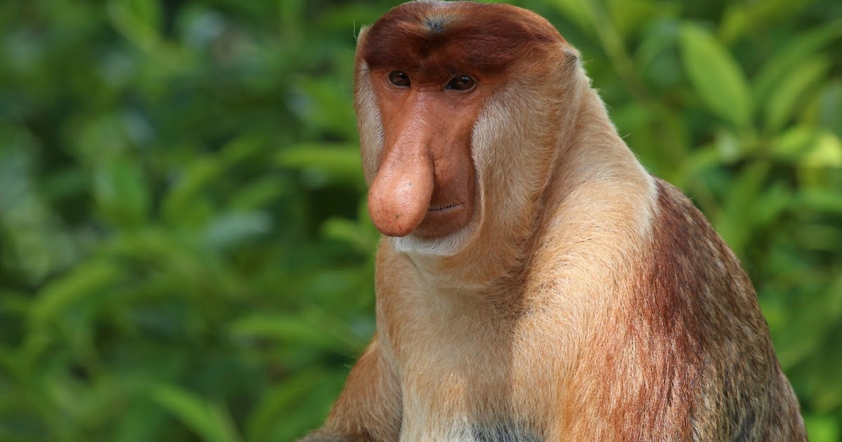 Gambar Bekantan | Khasanah Gambar