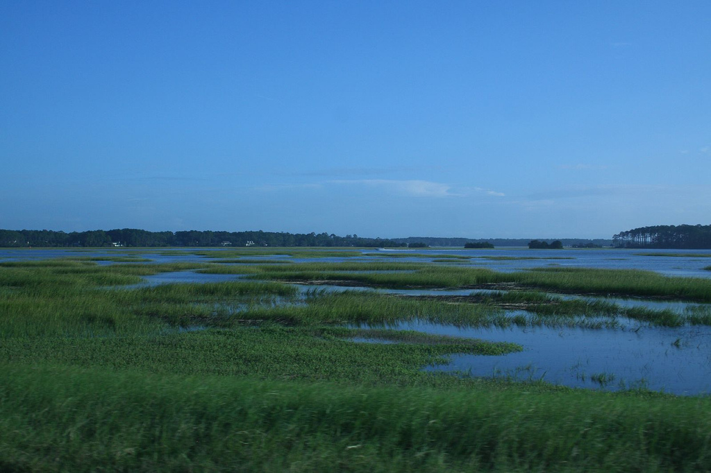 Musings of a Biologist and Dog Lover: Marsh or Swamp?