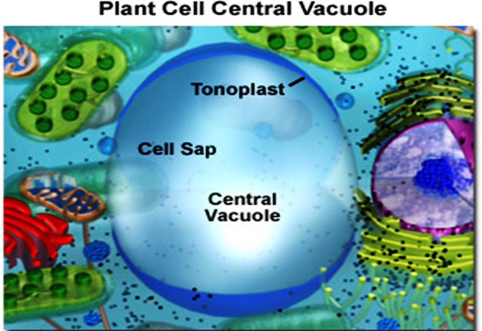 SONU ACADEMY: PLANT CELL -TEXT