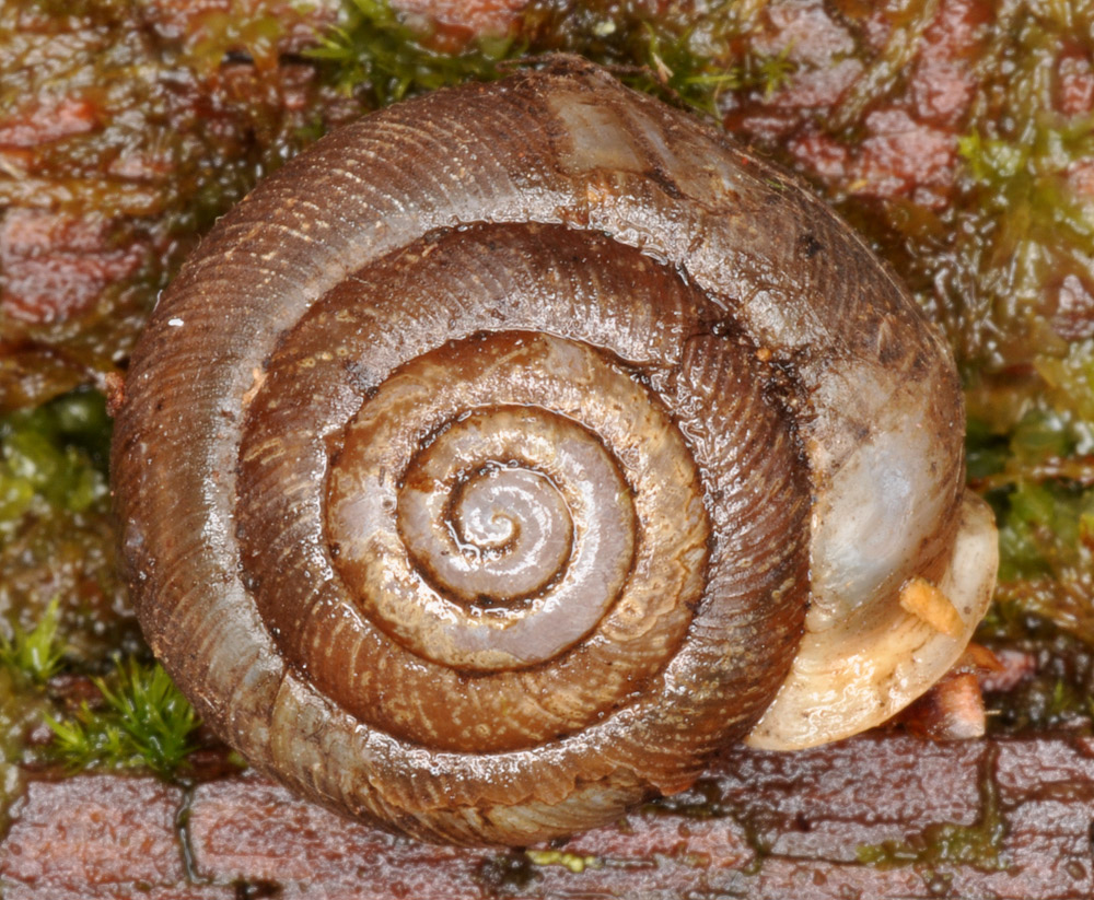 Land Snails and Slugs of Pennsylvania and New York: 2011