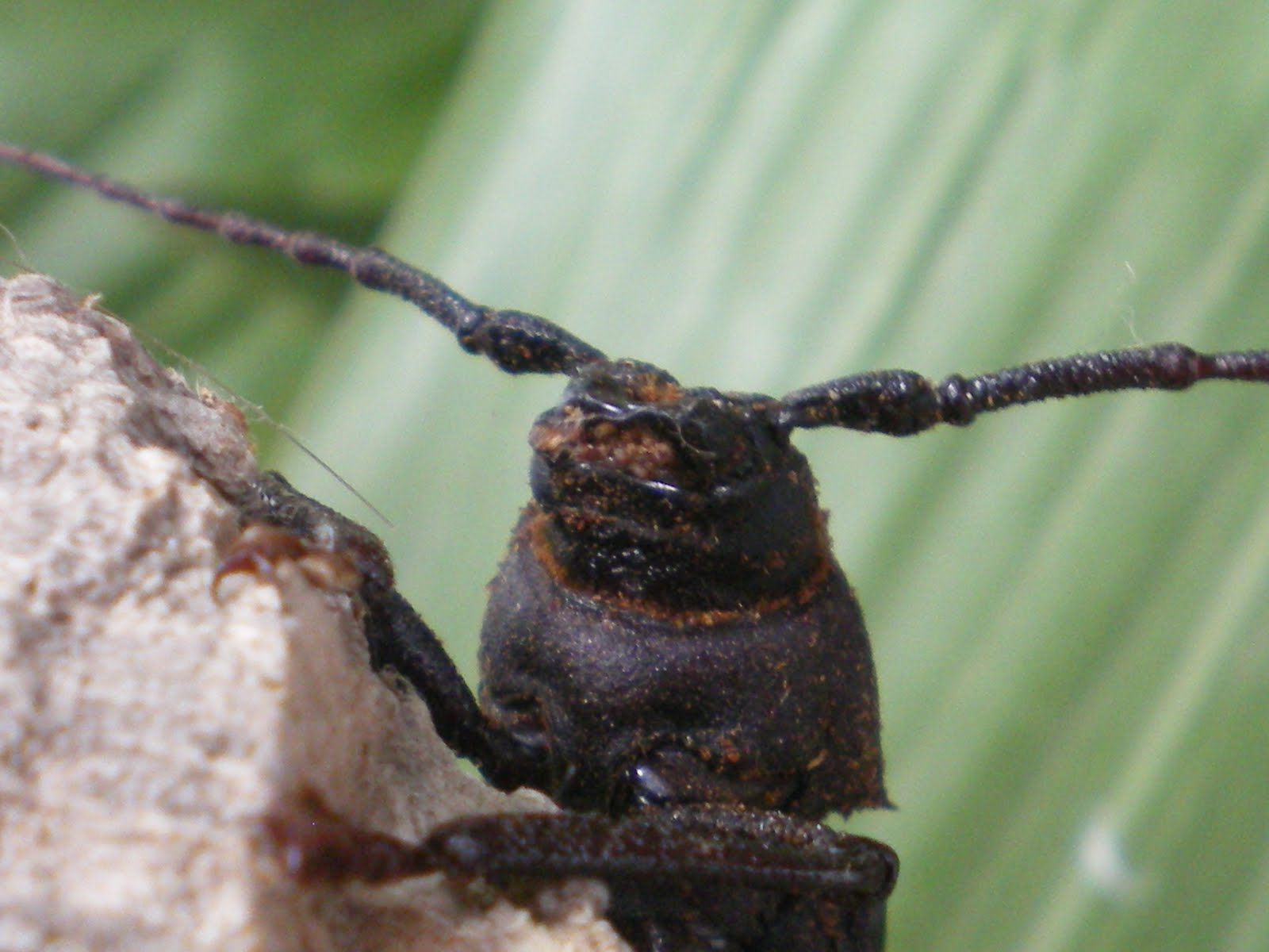 INSECTOS: CERAMBYX CERDO