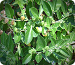 Musings of an Unknown Indian: Reclaiming our History | Decoding the ...