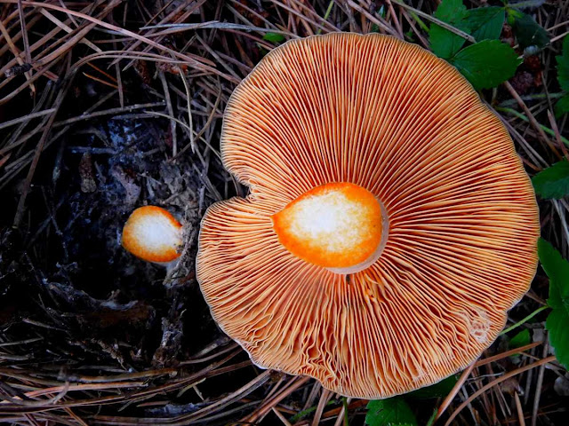 r o b i n 's y a r d: Lactarius