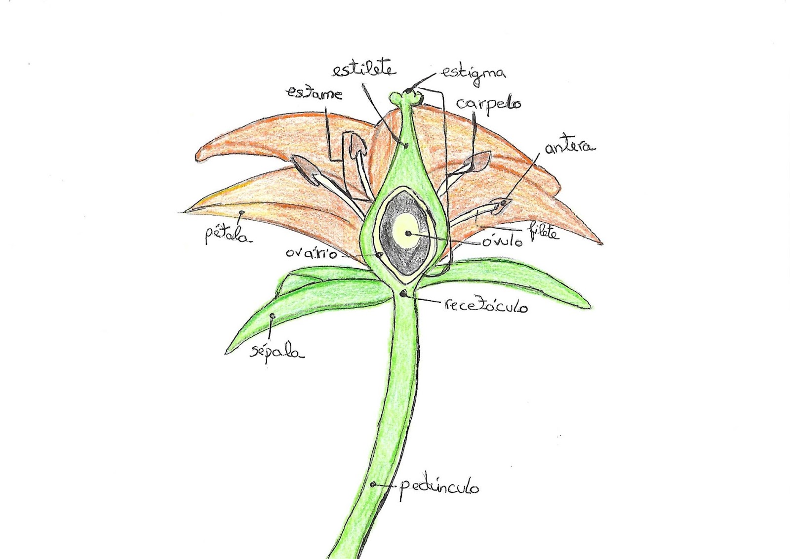 DESAFIO PONTE VERDE: A flor e a sua função