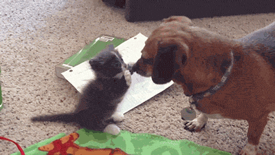 Funny animal gifs - part 75 (10 gifs) | Amazing Creatures
