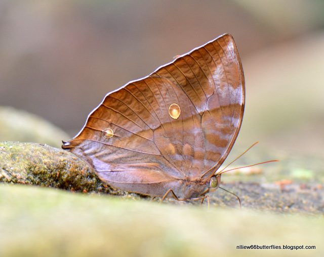 The Forested Path (and Beyond): BUTTERFLIES of RAUB: The Saturn ...