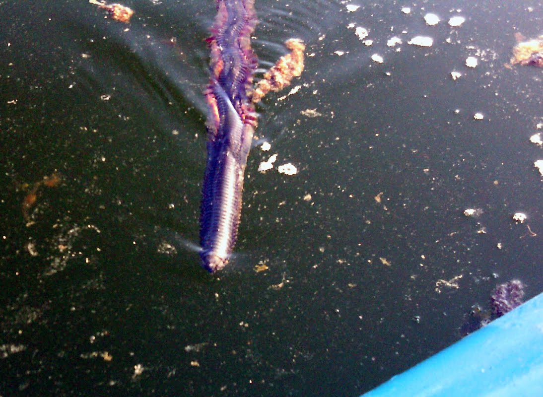 Northwest Explorer: Point Couverden to Saint James Bay 2016