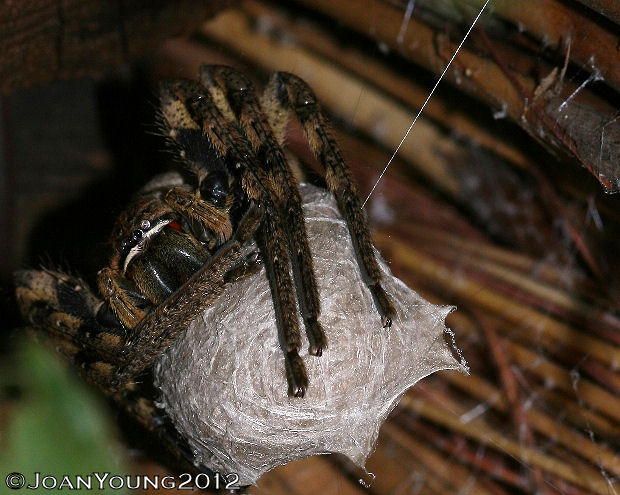 South African Photographs: Rain Spider (Palystes superciliosus)