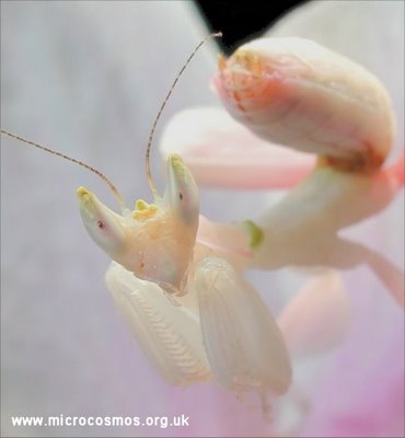 Funny World: Amazing Insects Look Like Flowers