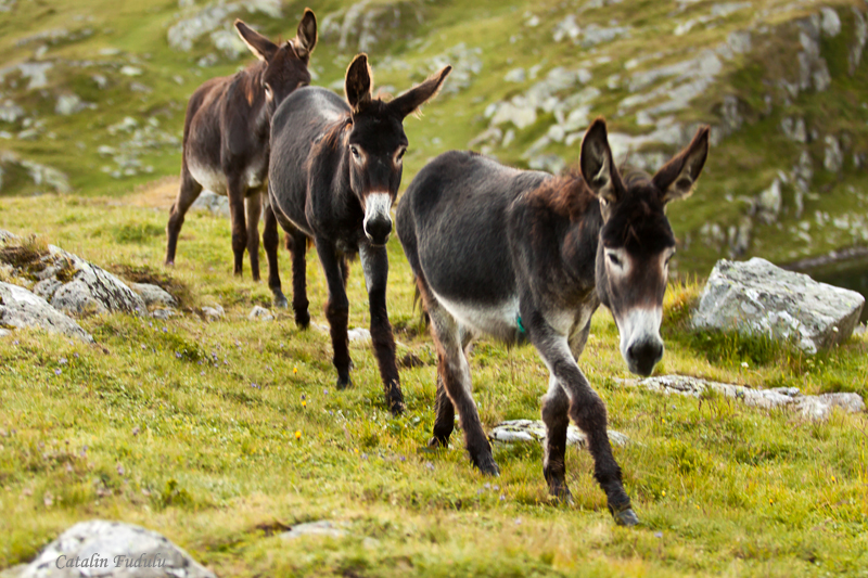 Catalin Fudulu - Sub sărutul luminii...: Nu vreţi nişte măgari?