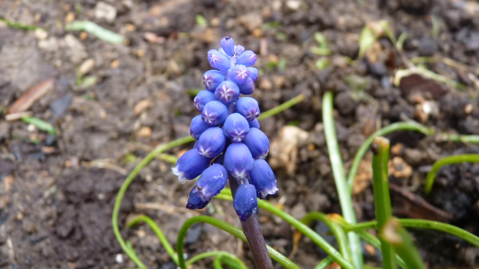 Edible and Elegant Urban Gardening : Grape Hyacinths Growing Wild