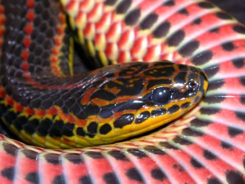 Running With Snakes: Rainbow Snake
