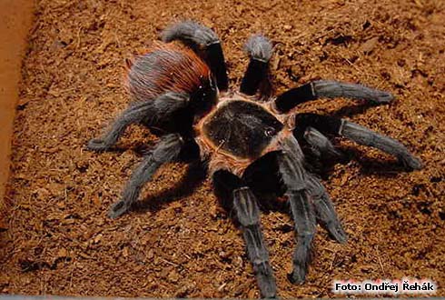 Herpetic's LF: Wonder Wednesday