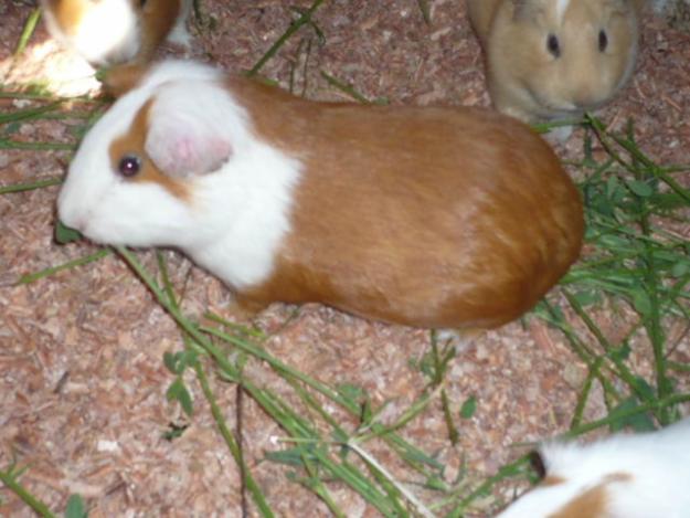 Imagen de cuy - Imagui
