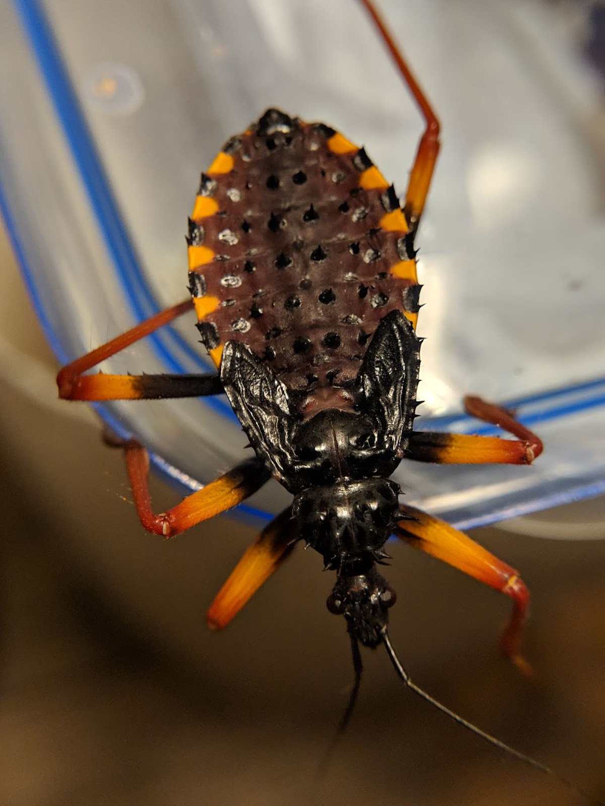 Cycloptic Exotics Availability