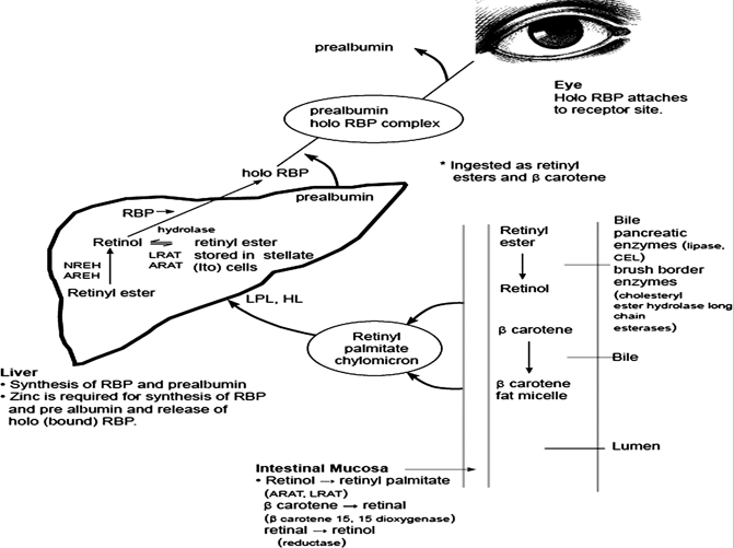 KNOWLEDGE: HIPERVITAMINOSIS A