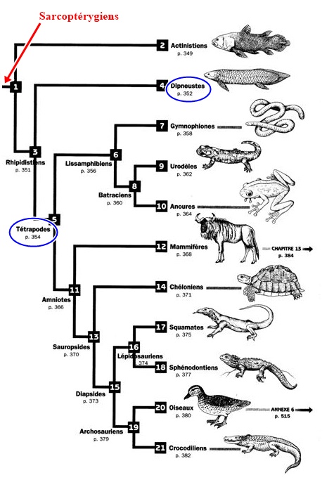 L'évolution des stratégies de locomotion - Partie 1 - de l'eau à la terre