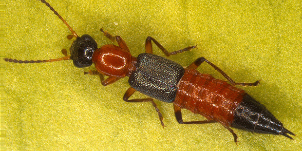 BERITA BURUNG: Ini Dia Asal Nama Tomcat, Serangga yang Menghebohkan