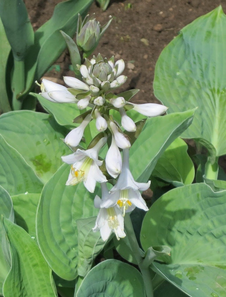 ajakaja: Hüvasti, kevad!