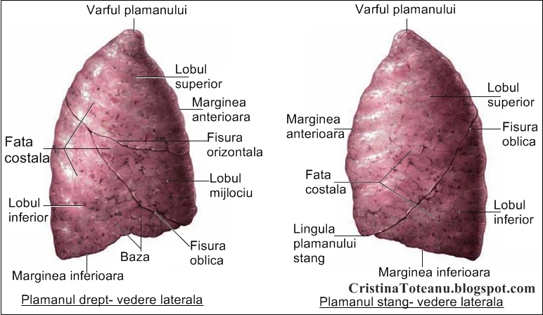 Dr. Cristina Toteanu: ANATOMIA CORPULUI UMAN -IMAGINI - CORPUL UMAN