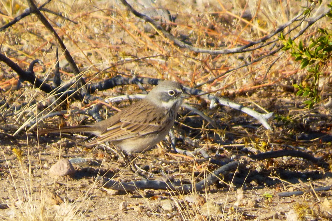 Geotripper's California Birds: Bird of the Day: Sagebrush Sparrow in ...