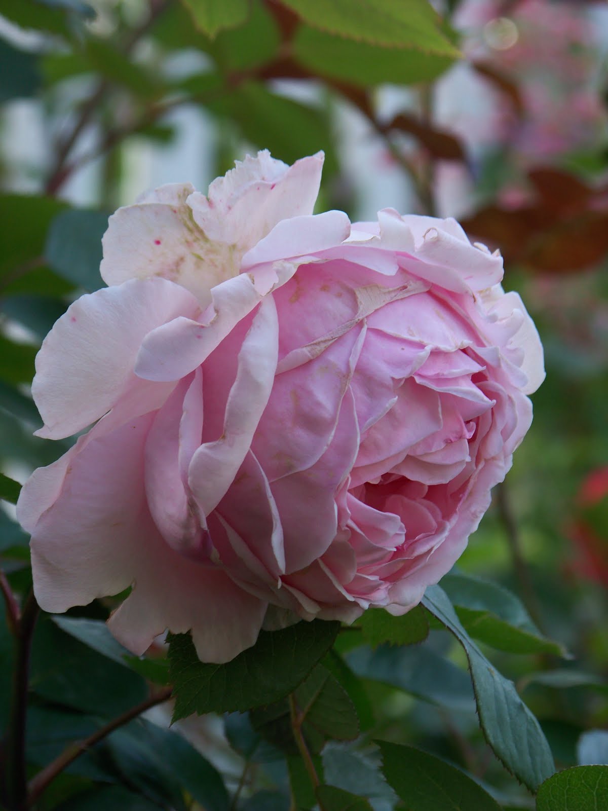 I Love My Garden: English Roses