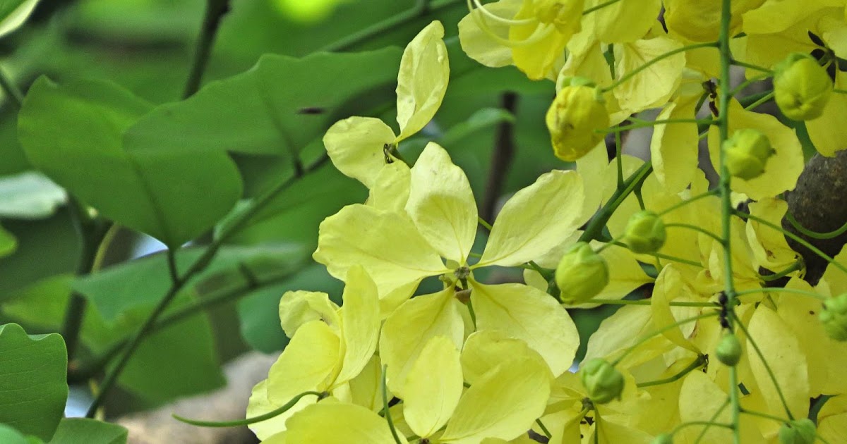 Golden shower - Cassia fistula