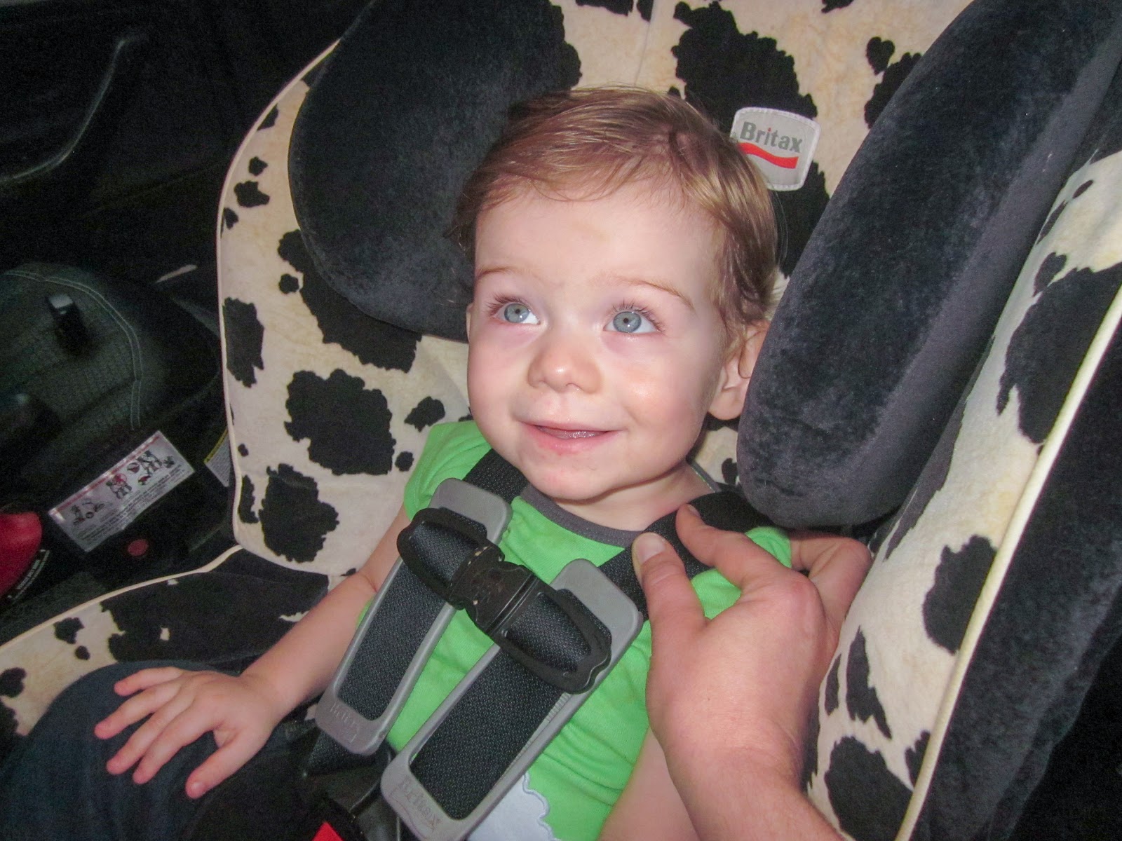 Buckle Up, Buttercup!: The Ins and Outs of Proper Harnessing