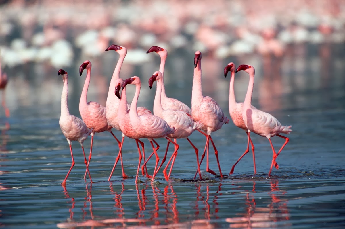 Welcome to Kutch Tour Guide: Flamingo birds in kutch