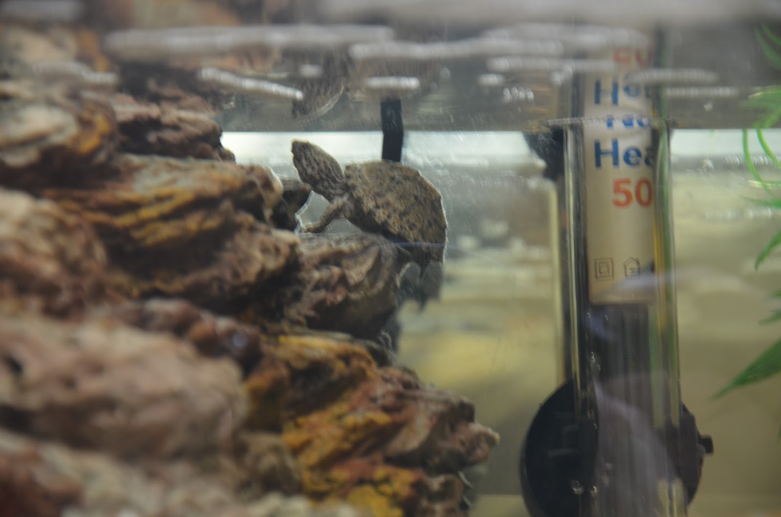 Leventjes van Muskus schildpadden