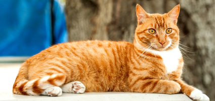 Gambar Kucing Warna Orange - Gambar Barumu