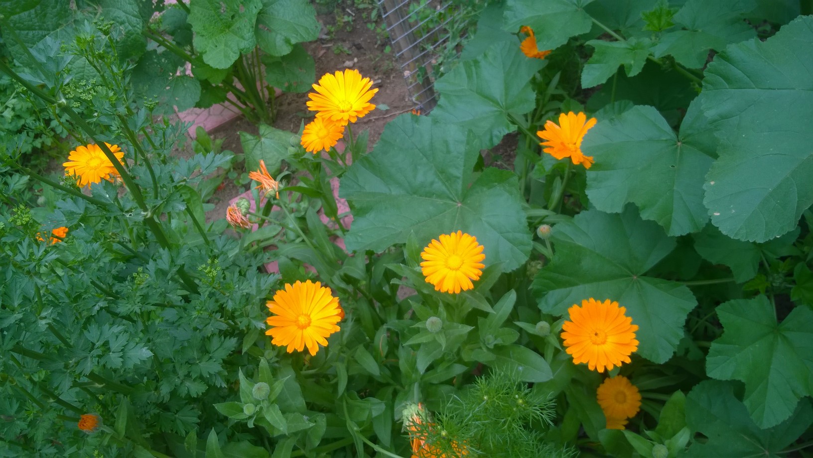 How To Grow Calendula